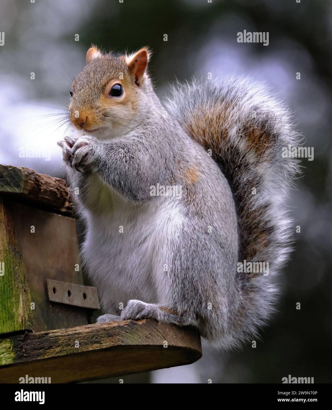 The eastern gray squirrel, also known, particularly outside of North ...