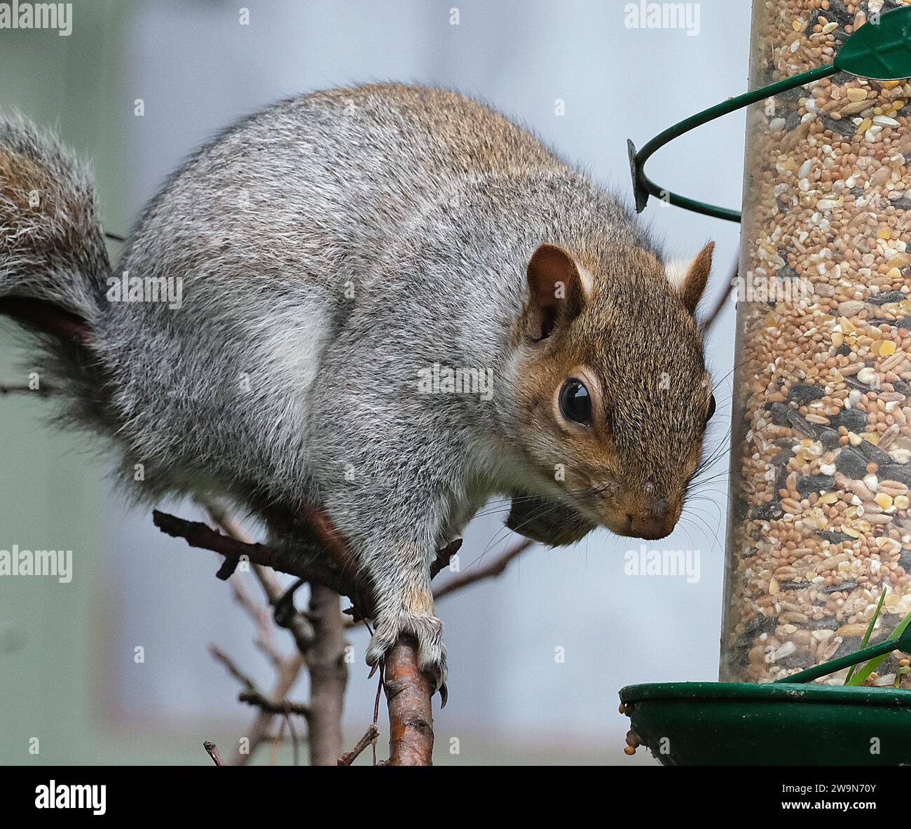The eastern gray squirrel, also known, particularly outside of North ...