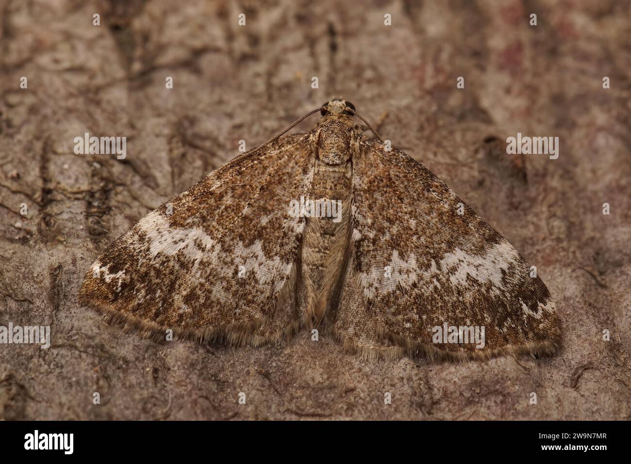 Perizoma alchemillata hi-res stock photography and images - Alamy