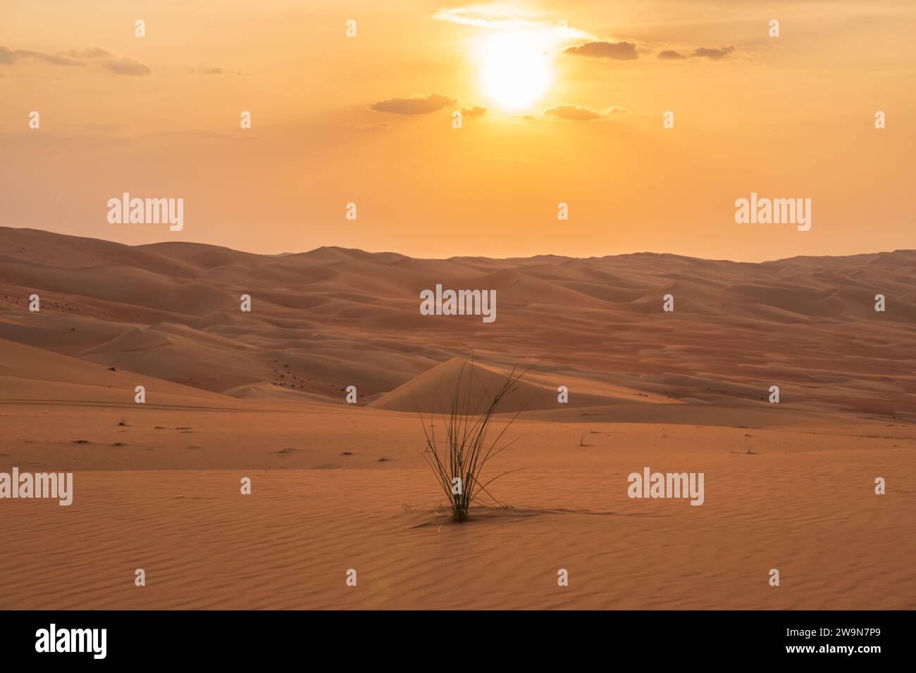 Panorama of orange and red colored sand dunes of the Arabian desert ...
