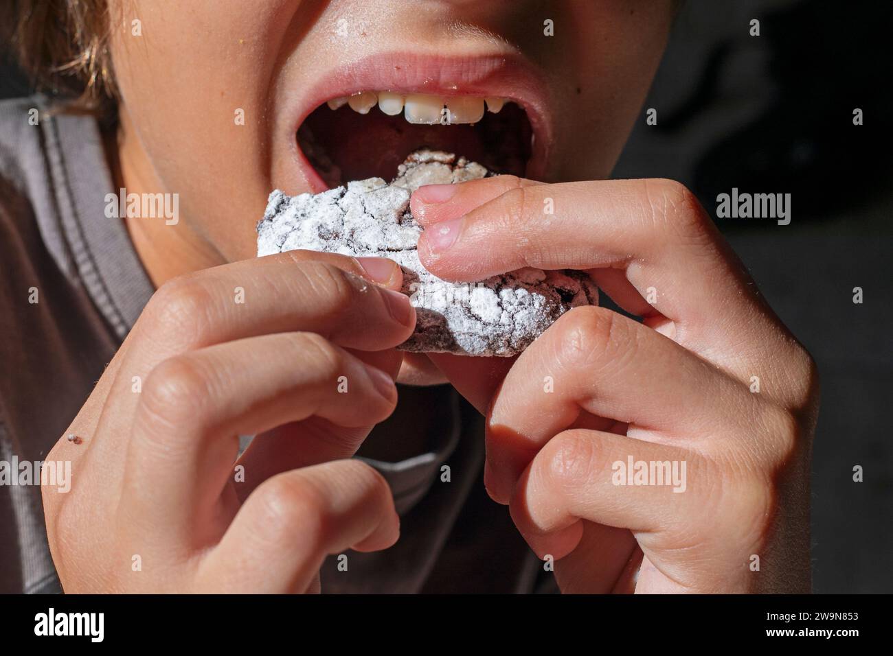 boy bites off a piece of chocolate cookie sprinkled with sugar with his ...