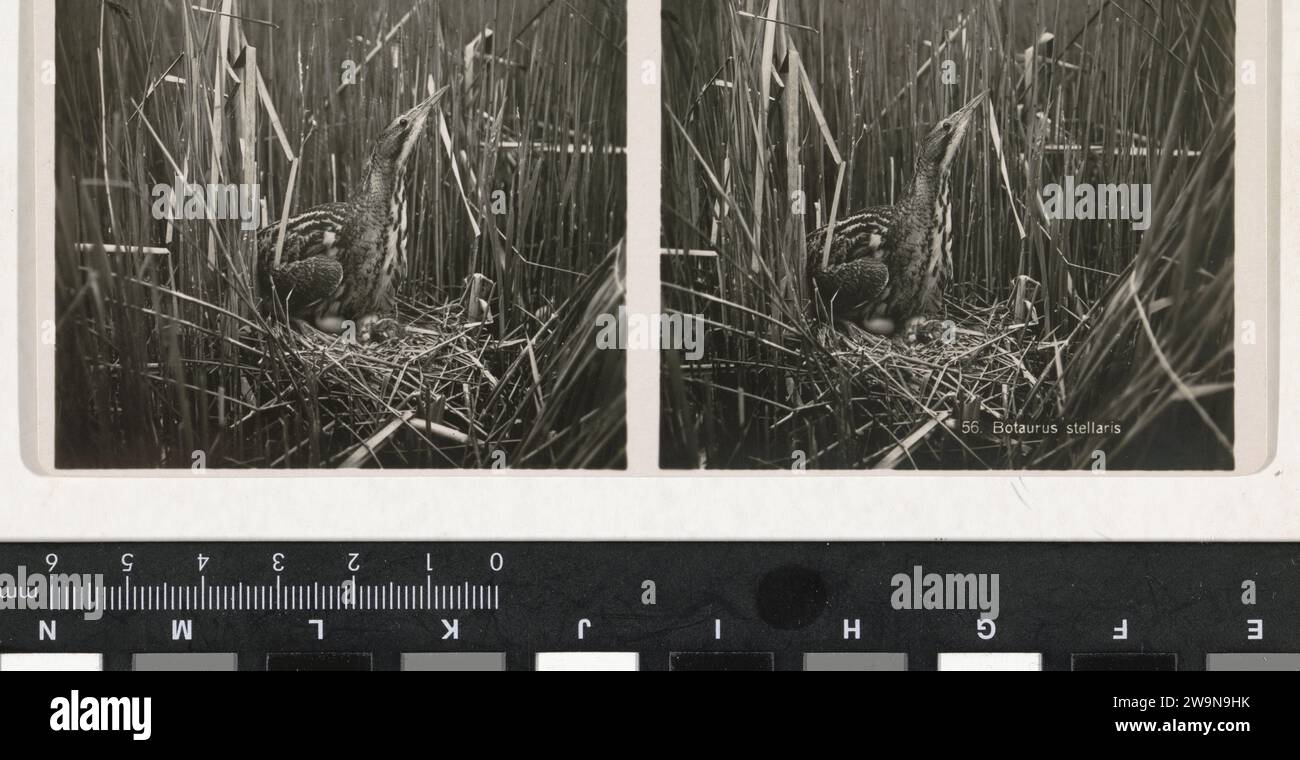 Roerdomp on nest, c. 1870 - c. 1940 photograph. stereograph The photo ...