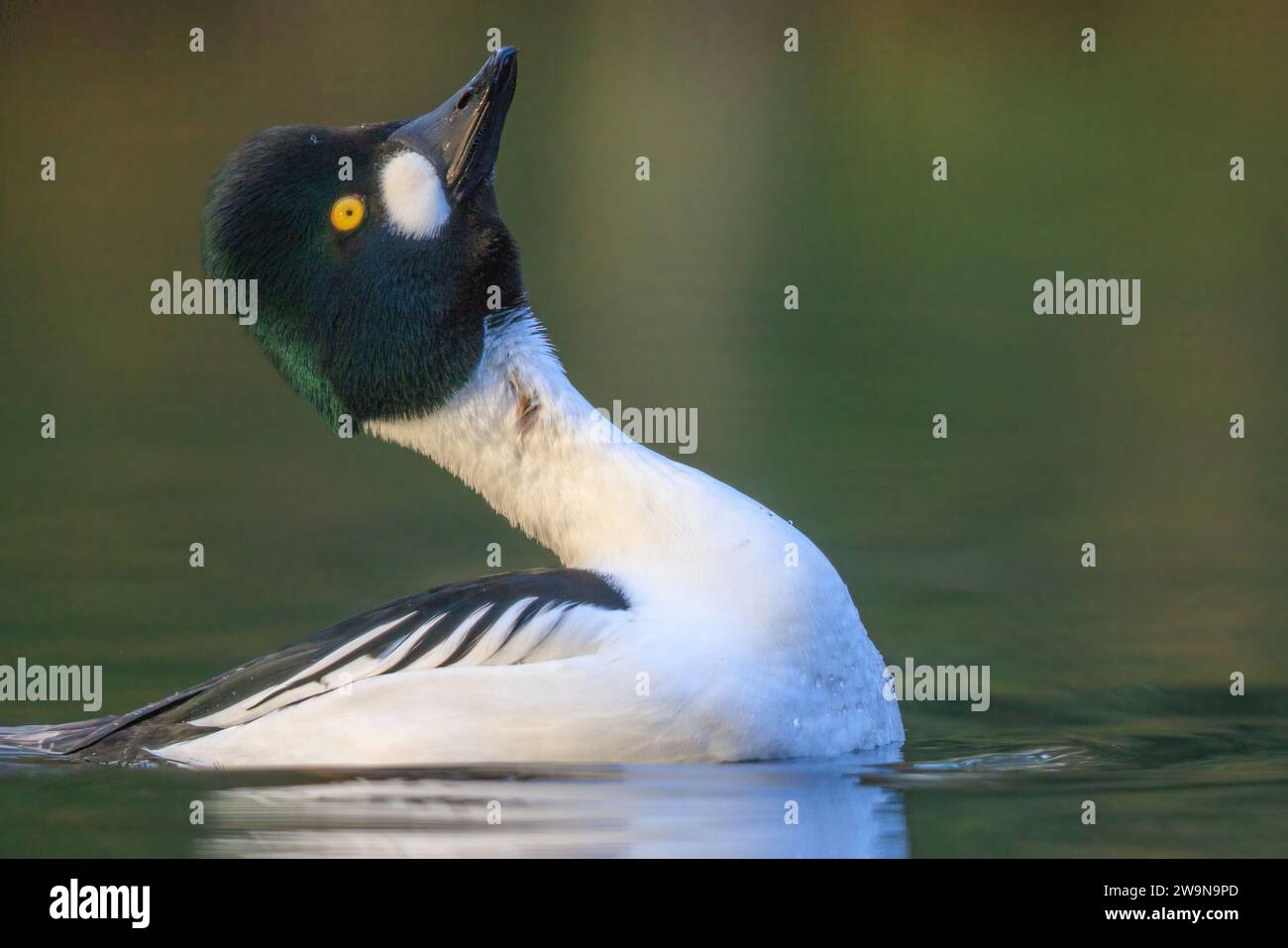 Goldeneye duck starts to bend its neck backwards in order to impress ...