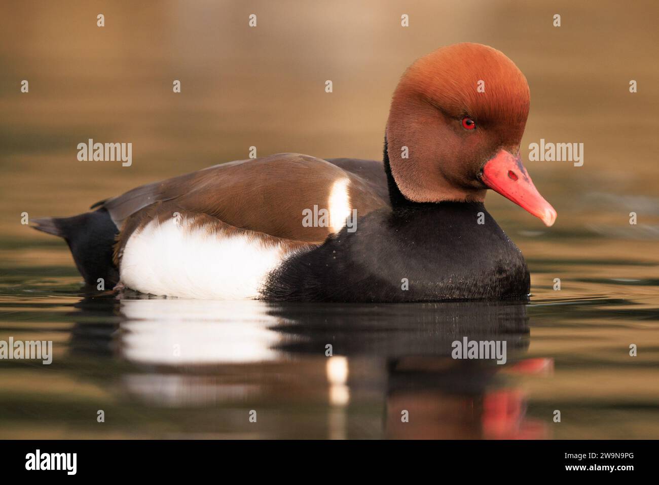 Red Crested Pochards in a wetland area in London UK DUCK species have ...