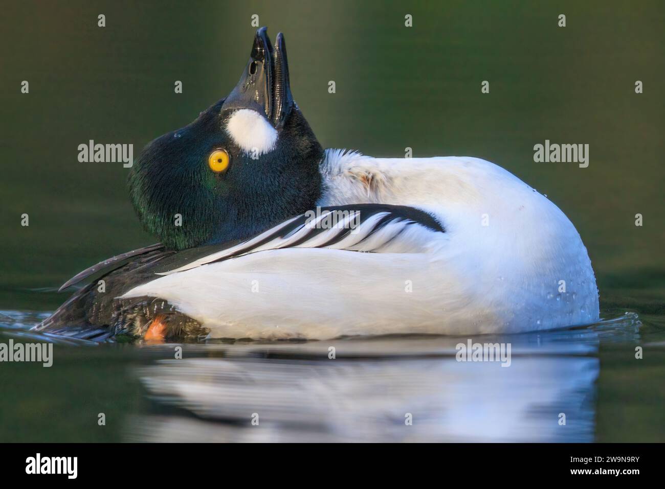 Goldeneye duck bent all the way back to court one female. UK DUCK ...