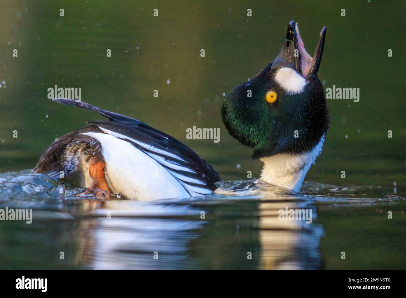 Goldeneye makes a big splash to impress and court the female duck. UK ...