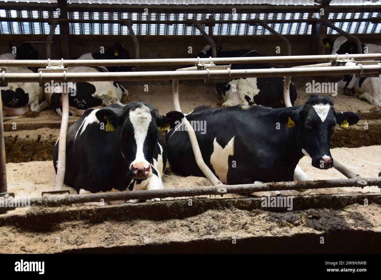 Two dairy cows lying down in stalls inside a shed Stock Photo - Alamy