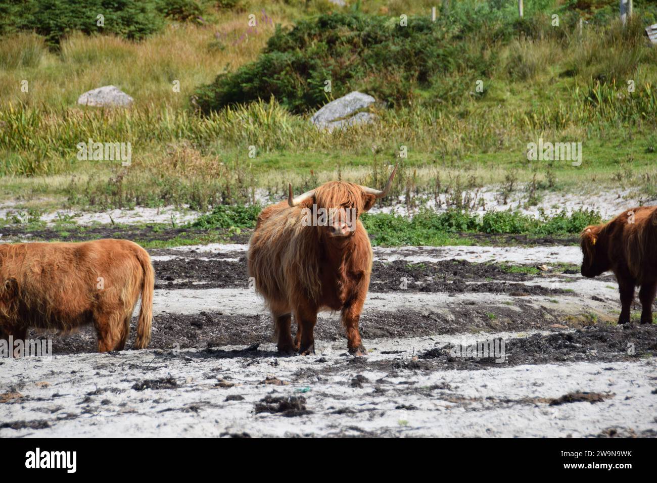 Highland cows on a beach in Mull Stock Photo - Alamy