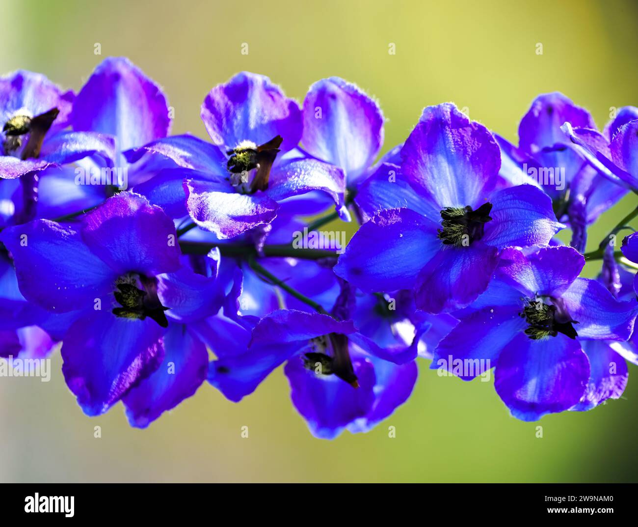 Blue flowers of delphinium. Flowering plant close-up. Delphinium Stock ...