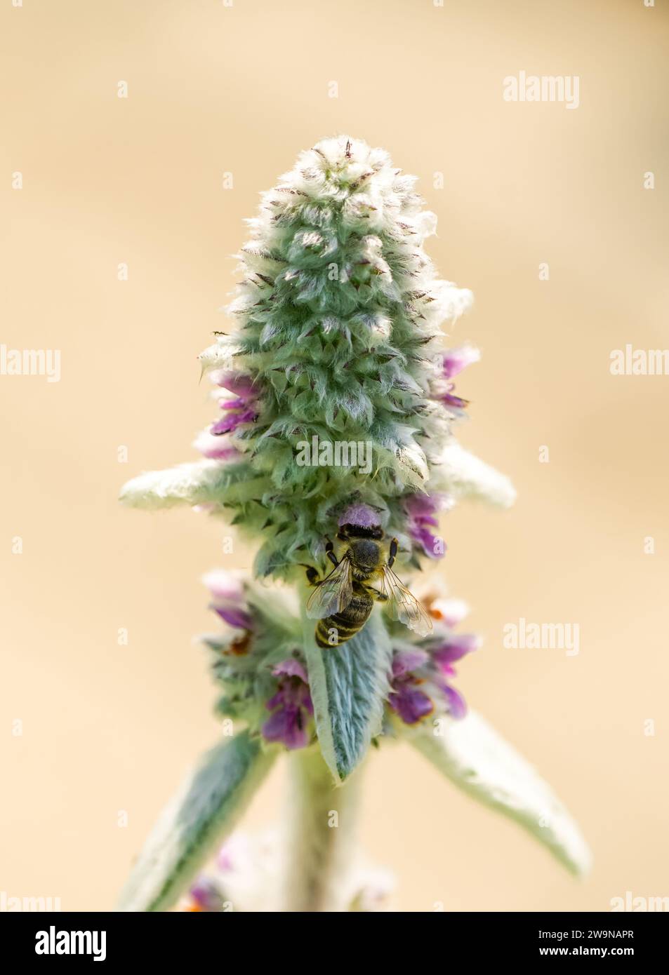 Bee collects nectar on the Woolly hedgenettle flower. Flowering plant ...