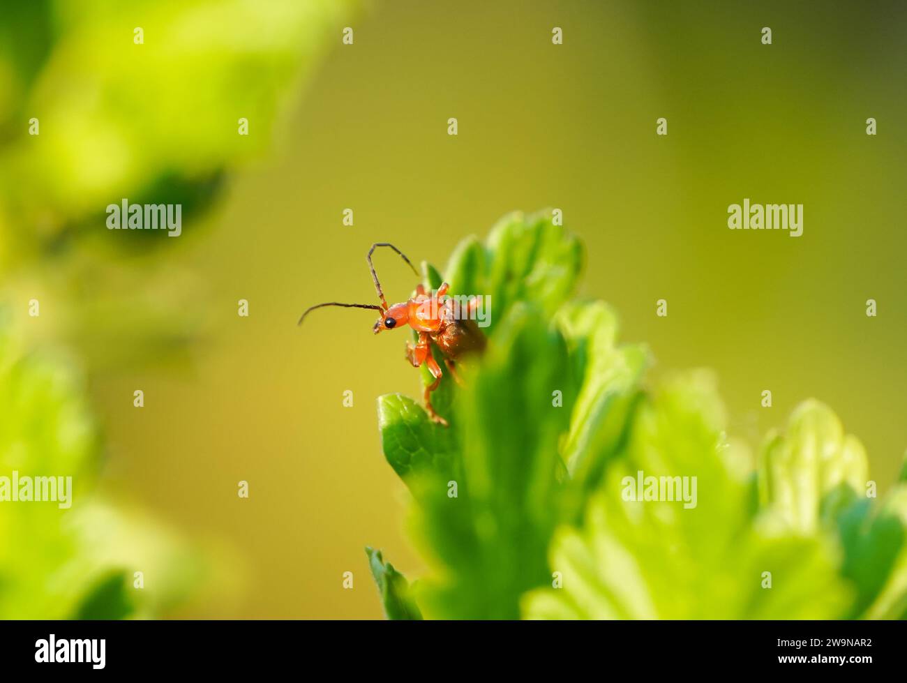 Soft beetle, Rhagonycha fulva. Close-up of insect in natural habitat ...