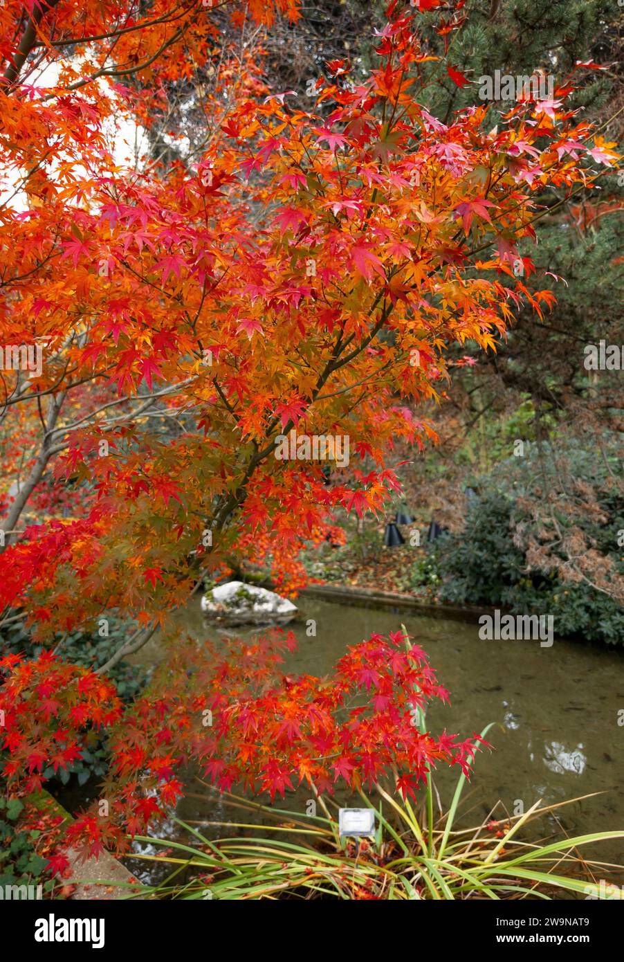 Rome (Italy) - The Botanical Garden in Trastevere is a lush university ...