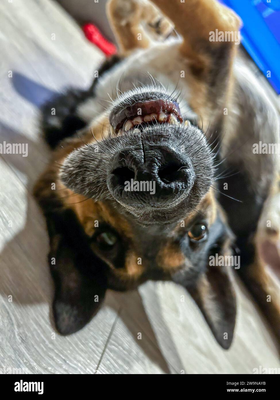 In a moment of whimsy, this furry friend reclines, offering a playful ...