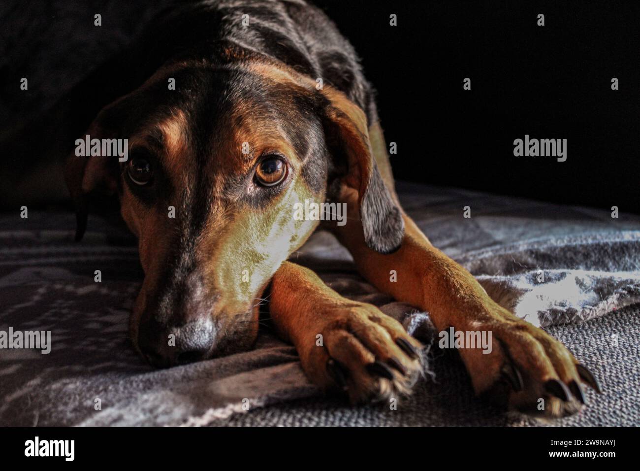 Comfort in presence hi-res stock photography and images - Alamy