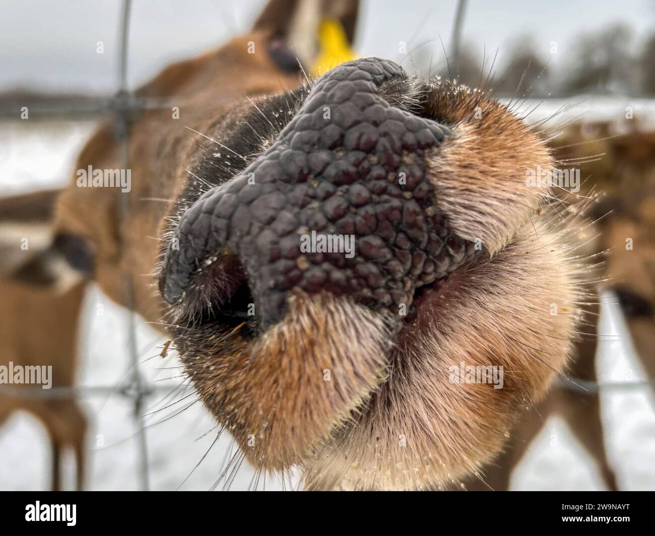 Behold the elegance and sensitivity of a deer's snout, a testament to ...