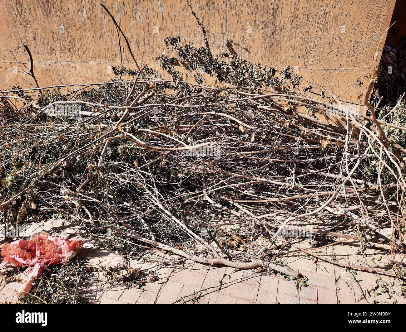 Pruning, a horticultural, arboricultural, and silvicultural practice ...