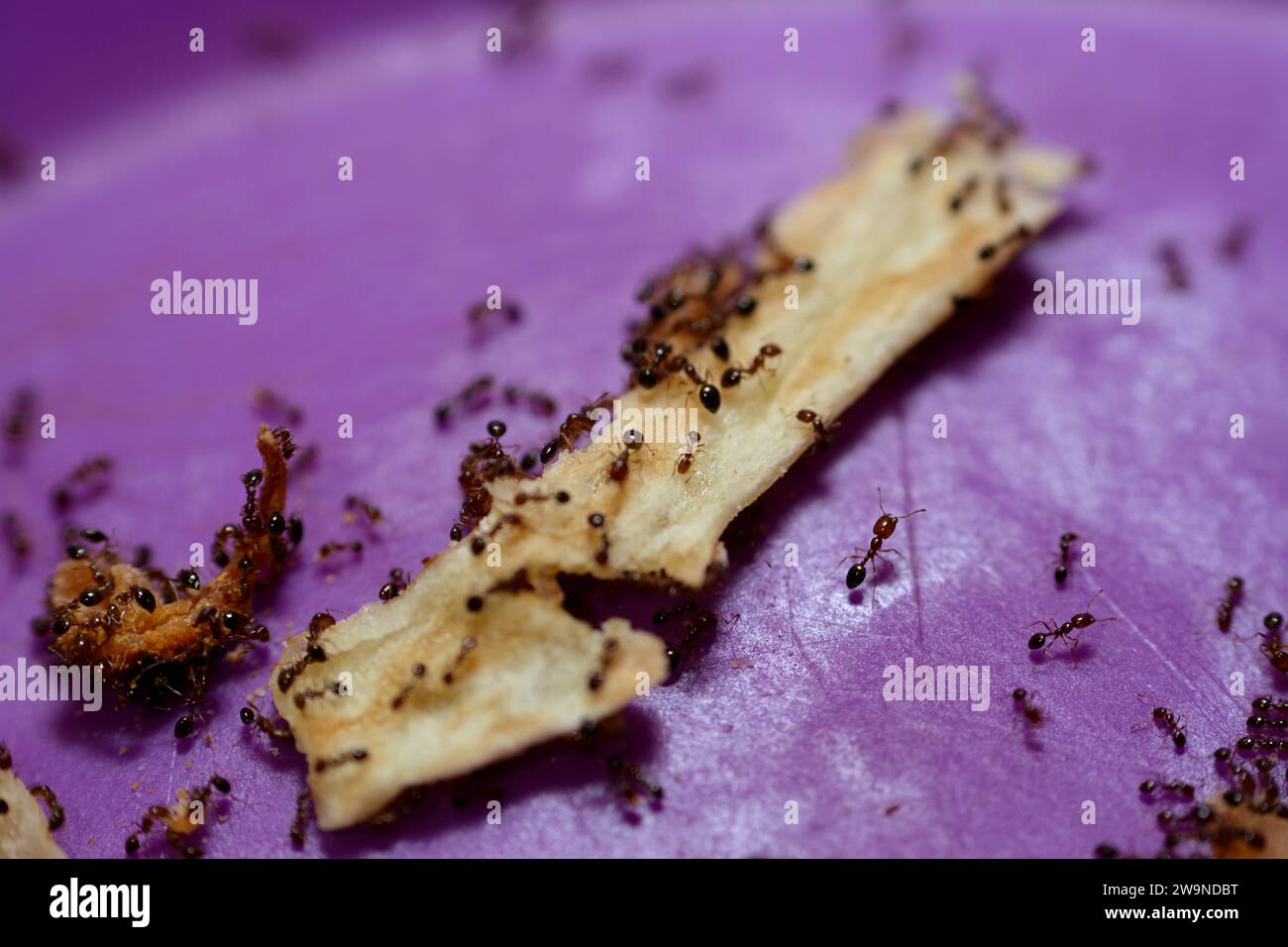 numbers of ant colony picking up and transferring food remnants to ...