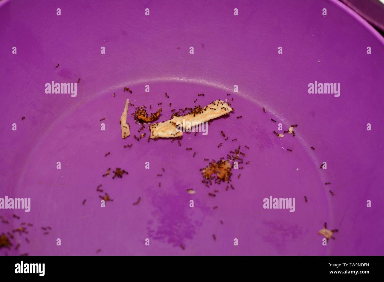 numbers of ant colony picking up and transferring food remnants to ...