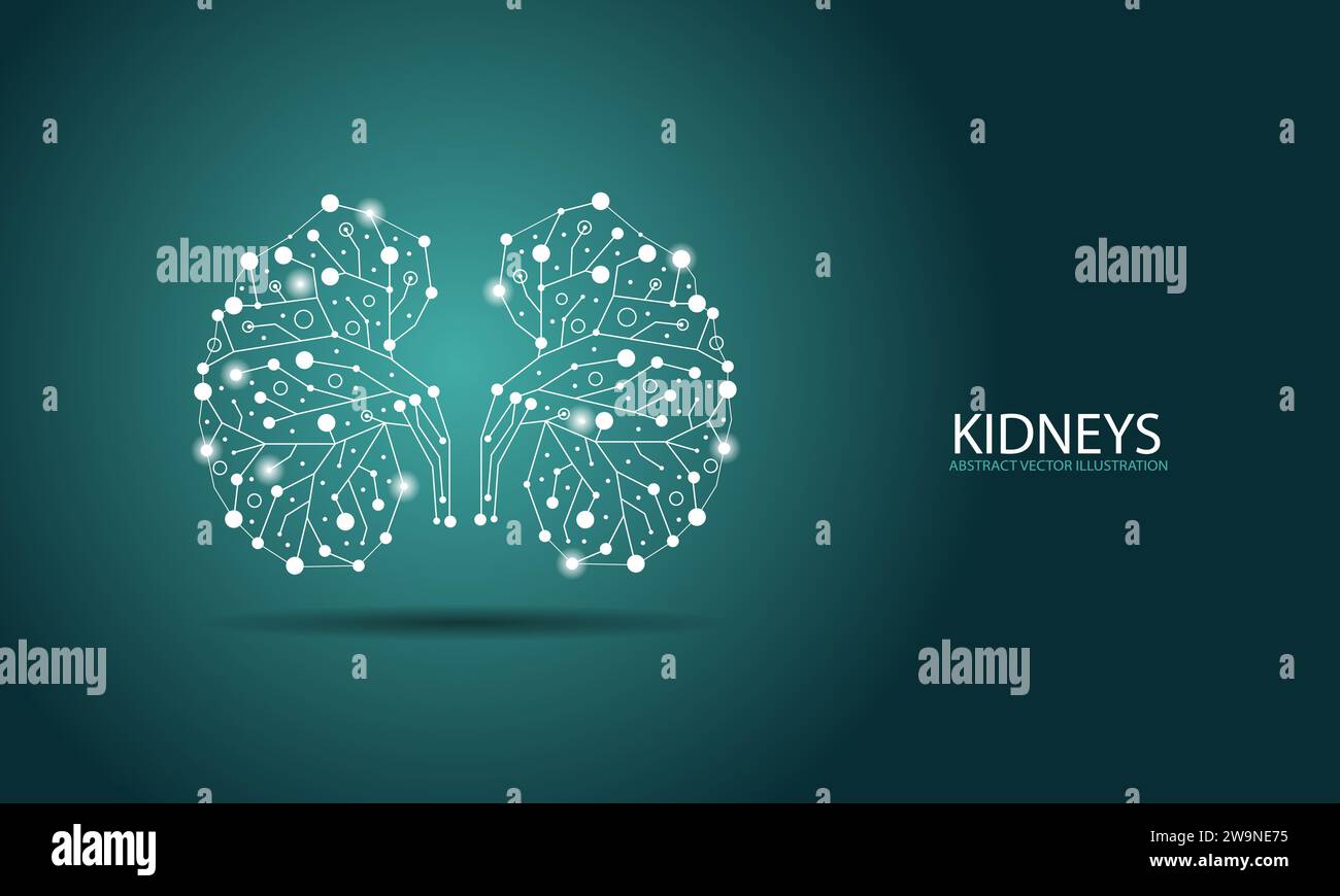 Abstract illustration of Kidneys using lines and dots. EPS. Vector File ...