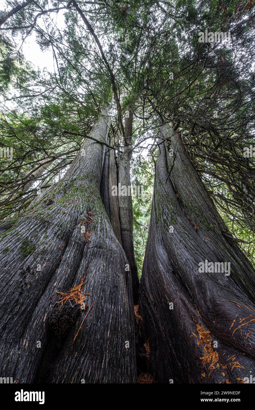 Cedar groove hi-res stock photography and images - Alamy
