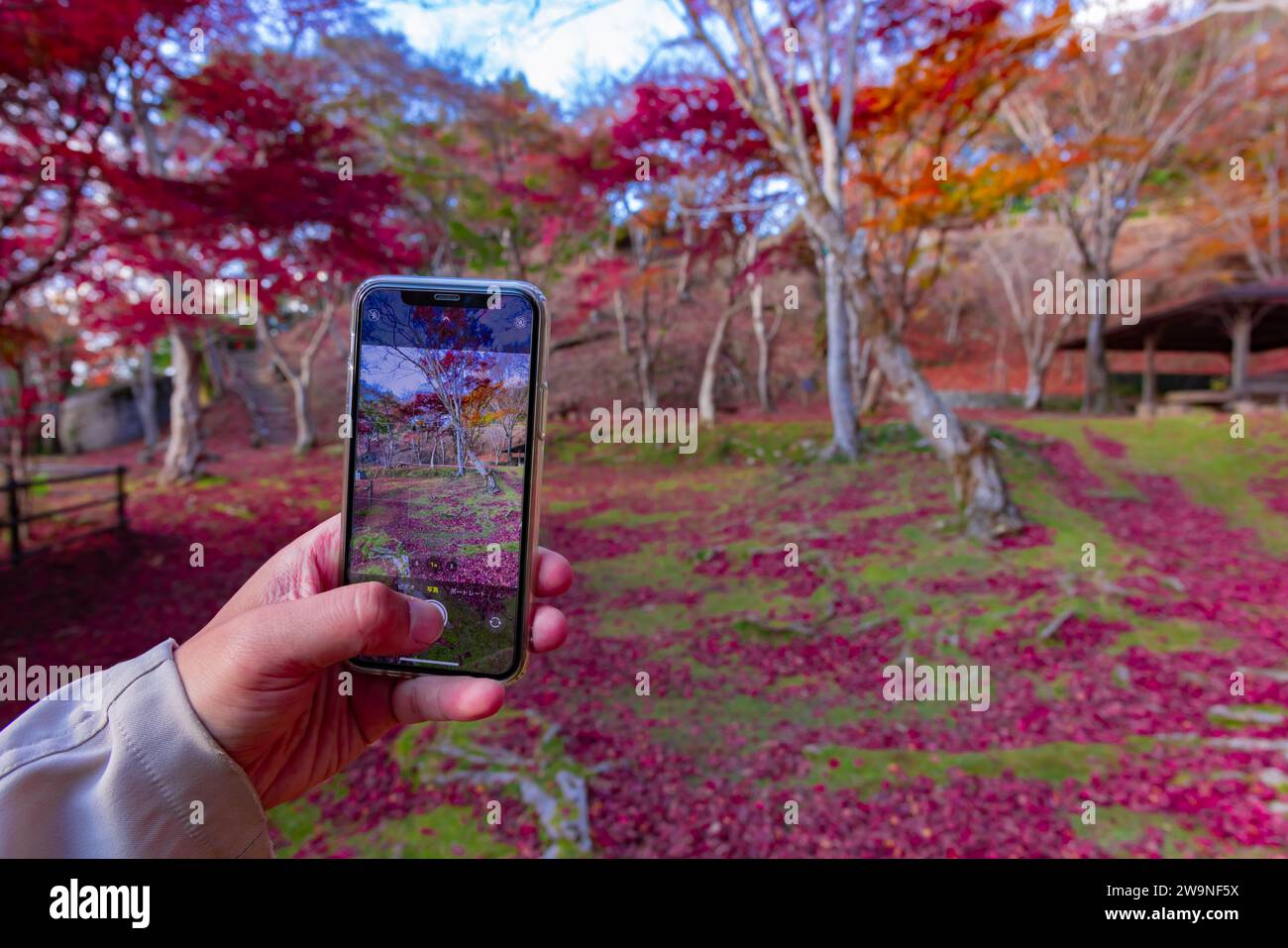 A smartphone shooting red leaves at the forest park in Kyoto Stock ...