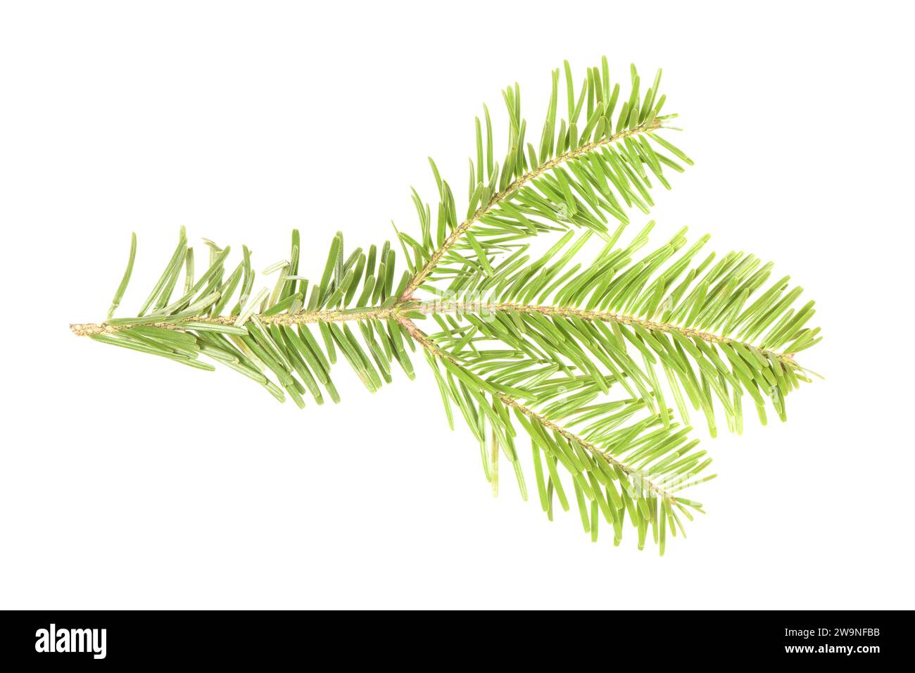 Spruce branch isolated on white background. High resolution photo. Full ...
