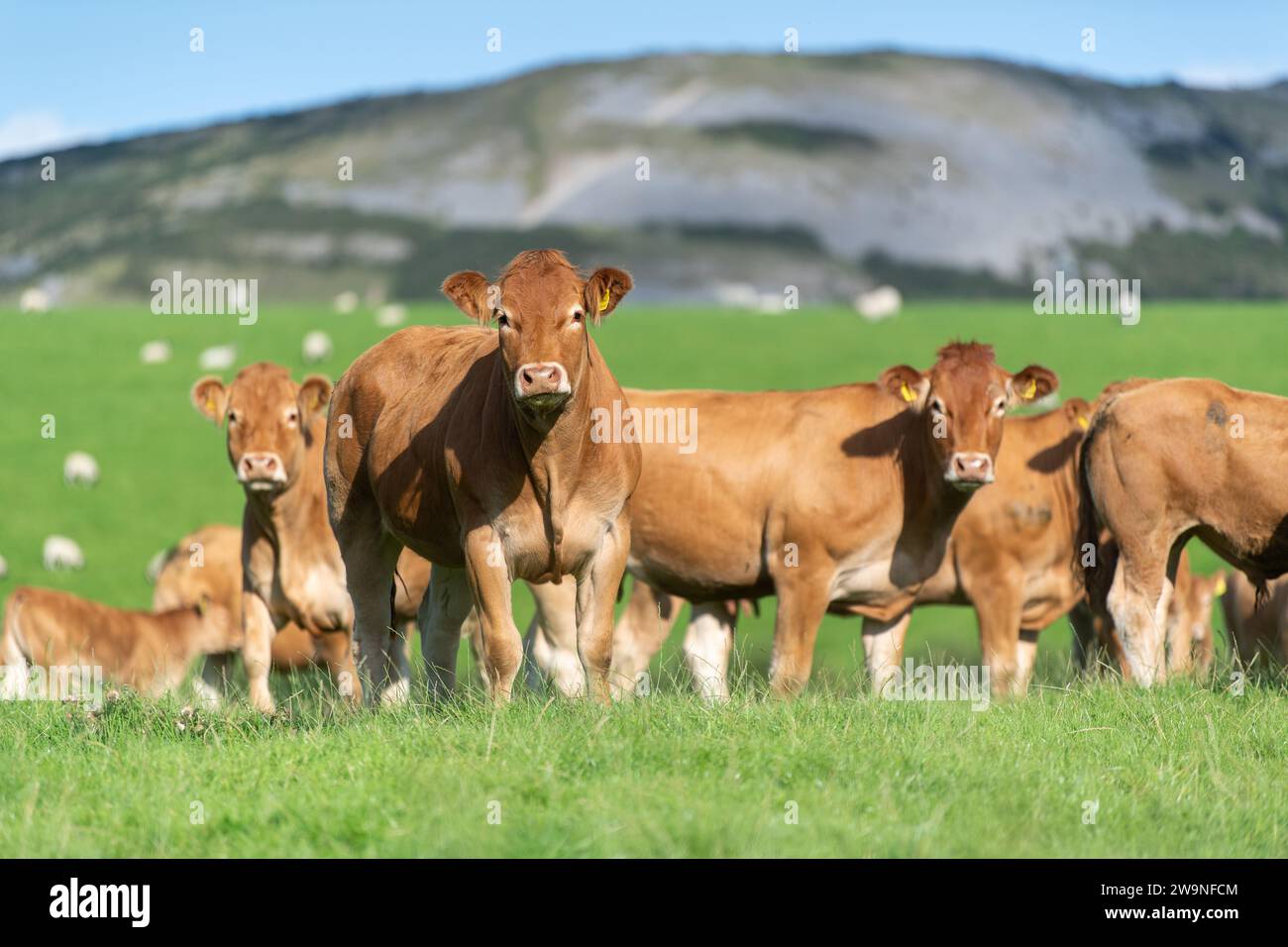 Herd of pedigree Limousin beef cattle, a breed which orginates from the ...