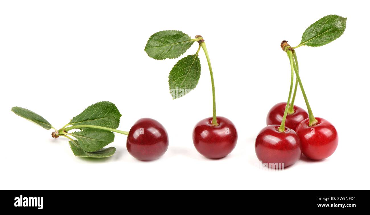 Collection of cherries with green leaf isolated on white background ...