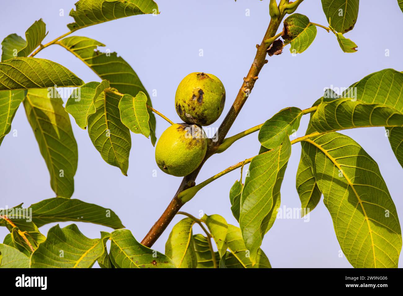 Two walnuts on a branch next to leaves on a walnut tree in fall Stock ...