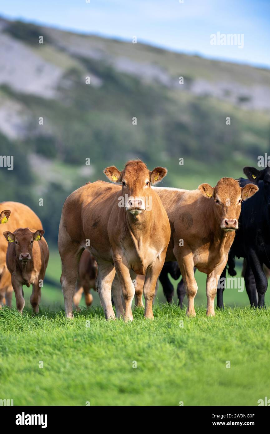 Herd of pedigree Limousin beef cattle, a breed which orginates from the ...