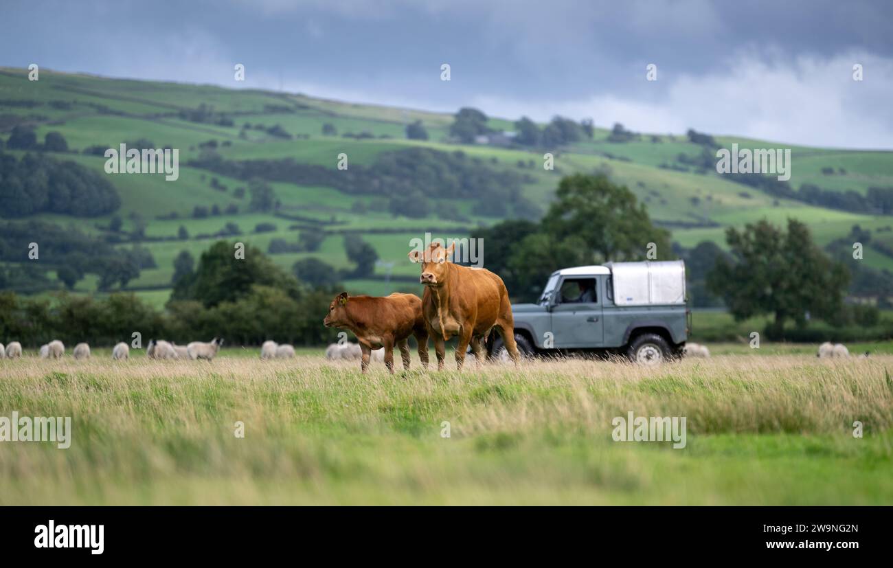 Farmer driving his Land Rover around field whilst checking livestock ...