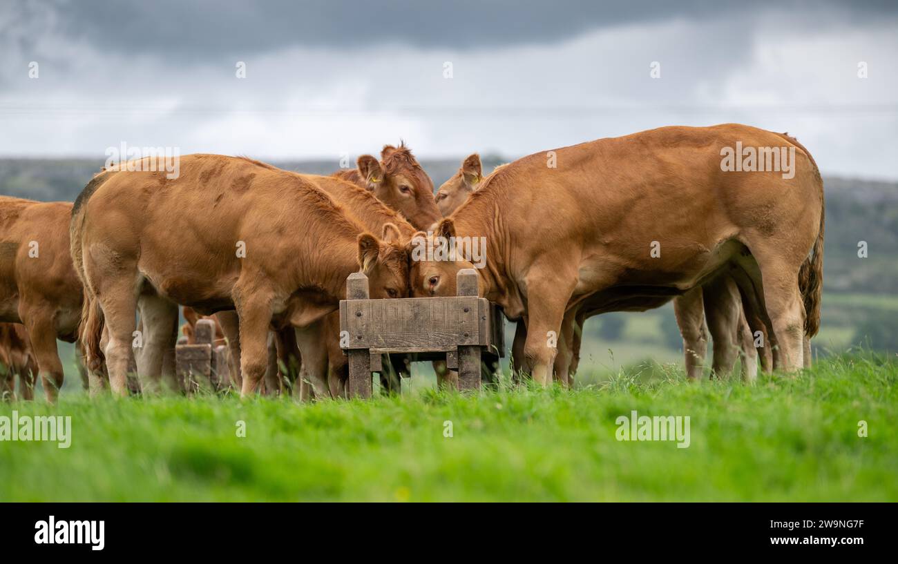 Beef cattle eating supplementry feed out of a trough in an upland pasture, Cumbria, UK Stock ...