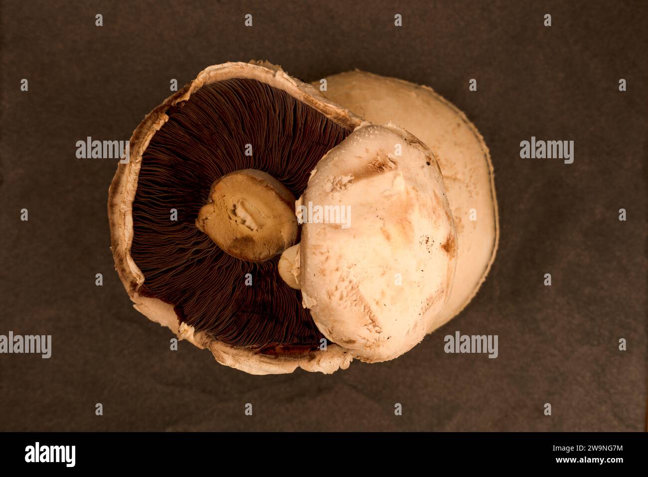Very close up, macro, food still life of large mushroom, high ...