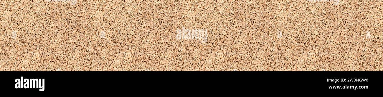 Seamless long banner, Cumin or zira isolated on white background. Top ...