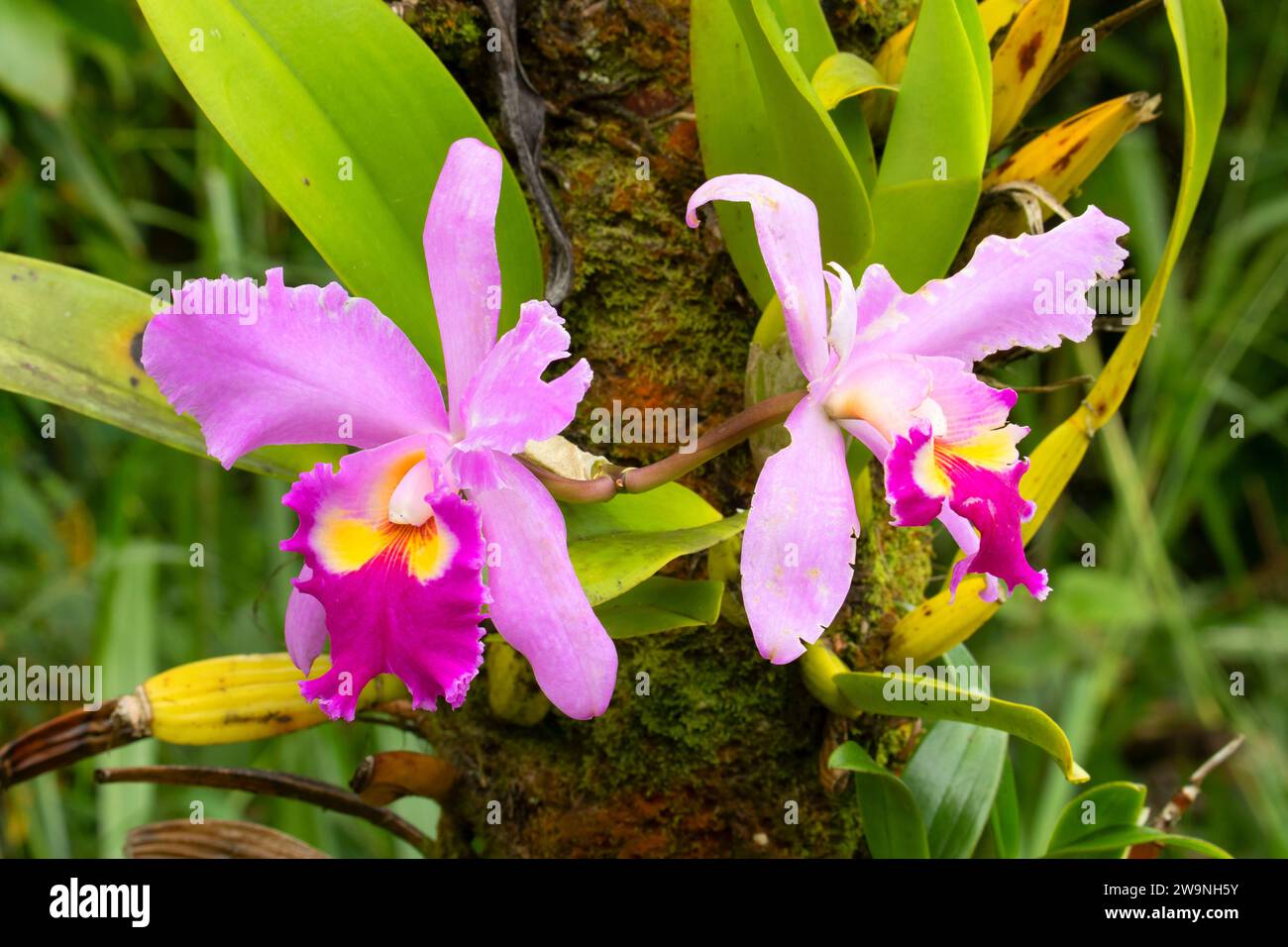Panaewa rainforest zoo hi-res stock photography and images - Alamy