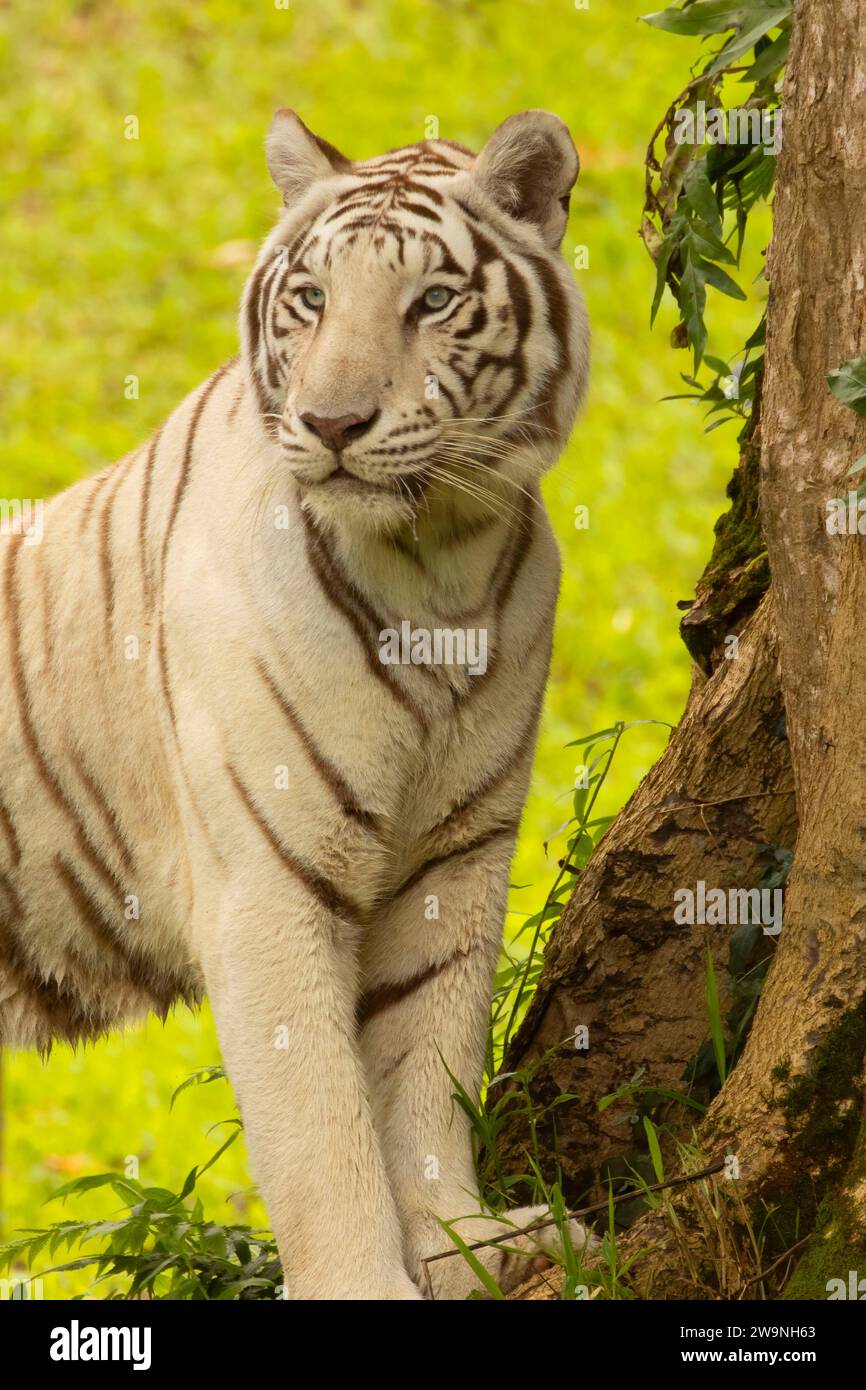 Bengal Tiger, Panaewa Rainforest Zoo, Hilo, Hawaii Stock Photo - Alamy
