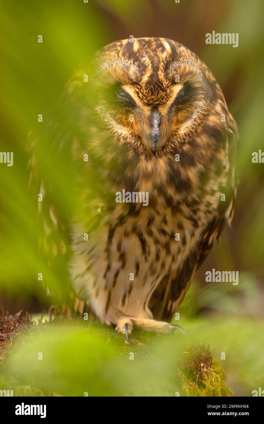 Pueo (Asio flammeus sandwichensis), Panaewa Rainforest Zoo, Hilo ...