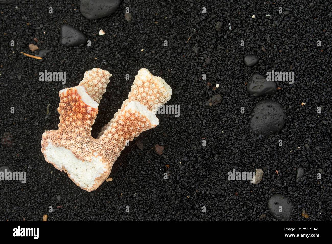 Coral shell, Punaluu Black Sand Beach Park, Hilo, Hawaii Stock Photo ...