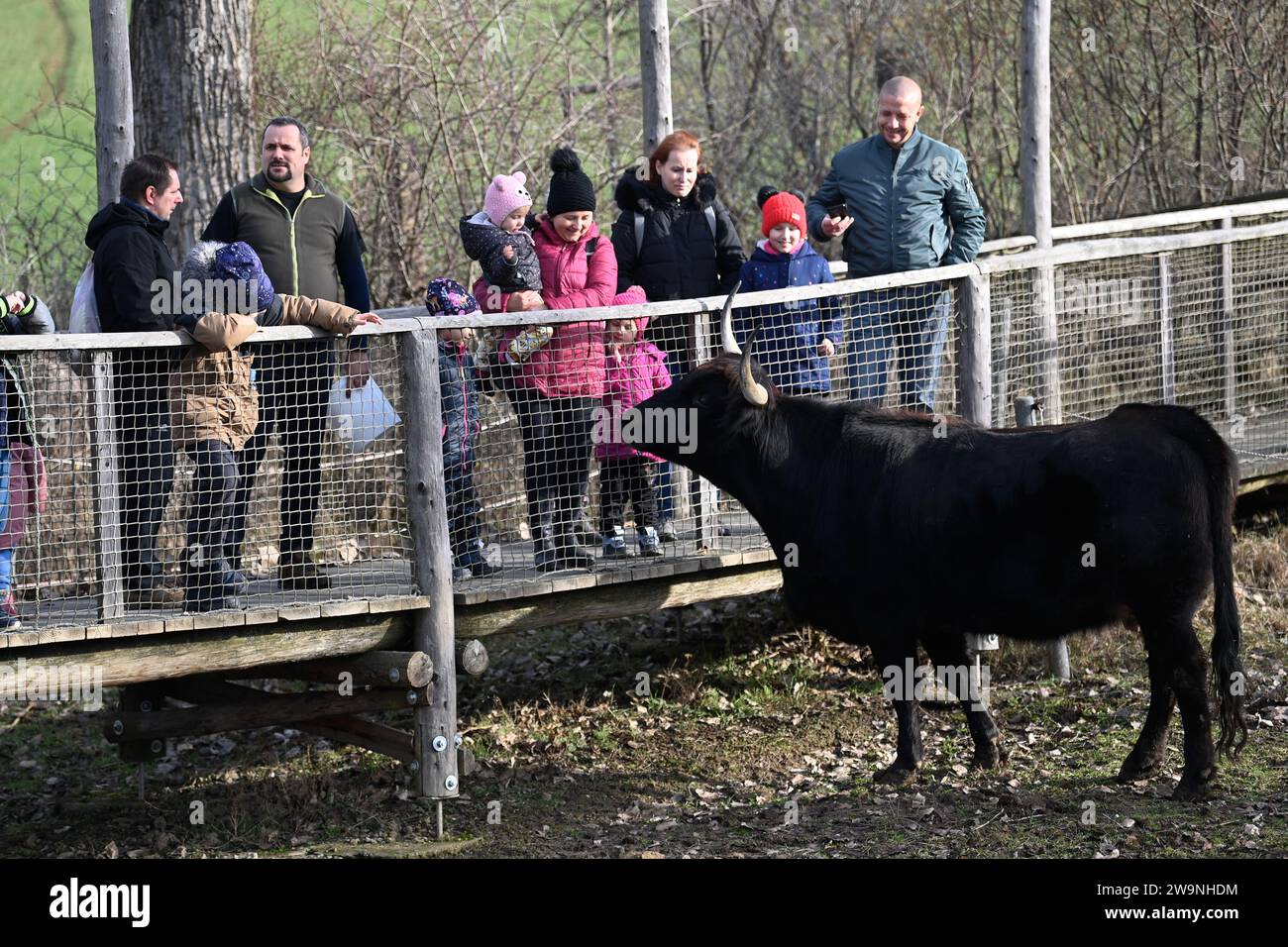 Modra, Czech Republic. 29th Dec, 2023. People feed the Aurochses during ...