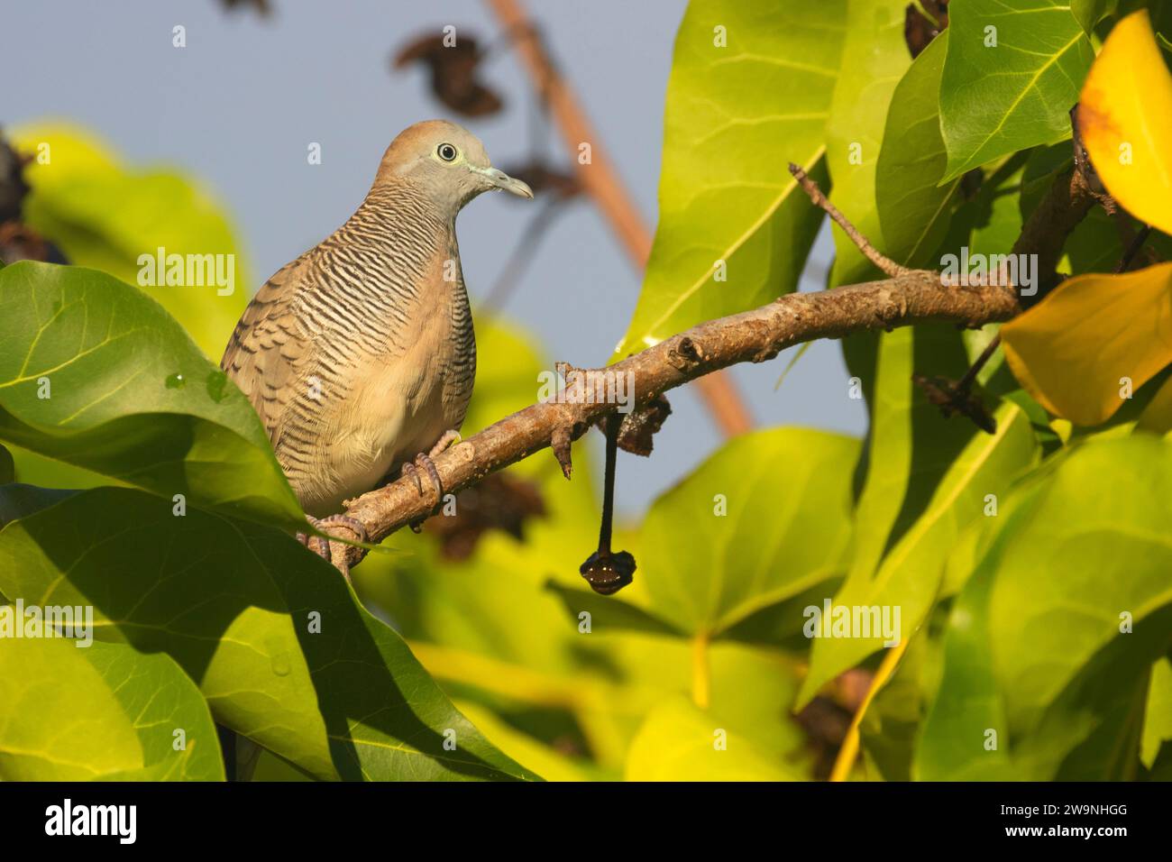 Zebra Dove (Geopelia striata), Liliuokalani Gardens Park, Hilo, Hawaii ...
