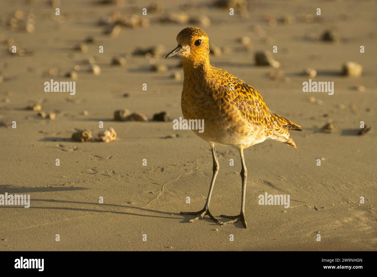 Pacific golden plover (Pluvialis fulva), Reeds Bay Beach Park, Hilo ...