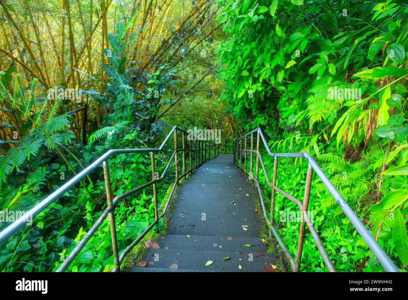 Trail stairs, Akaka Falls State Park, Hawaii Stock Photo - Alamy