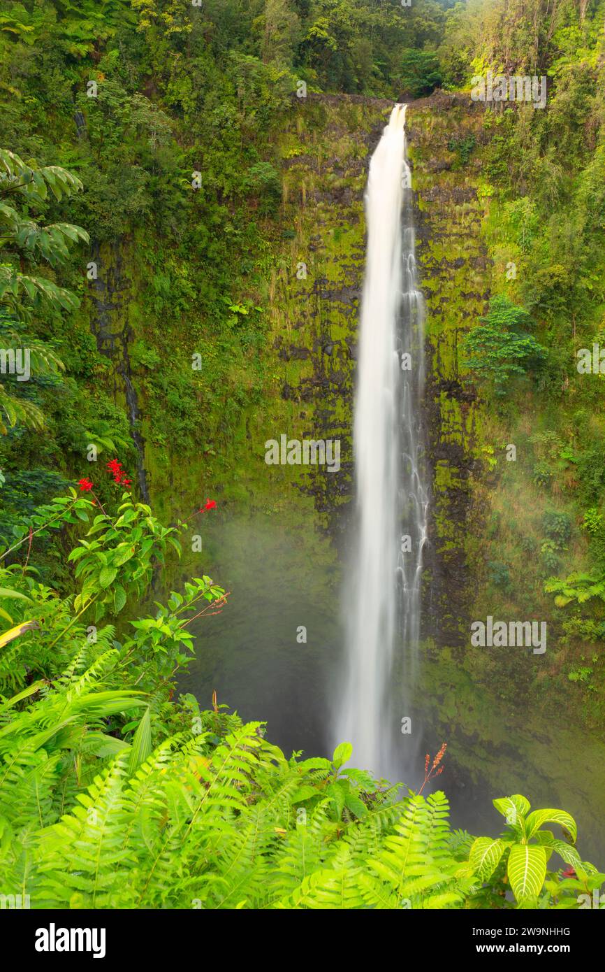 Akaka Falls, Akaka Falls State Park, Hawaii Stock Photo - Alamy