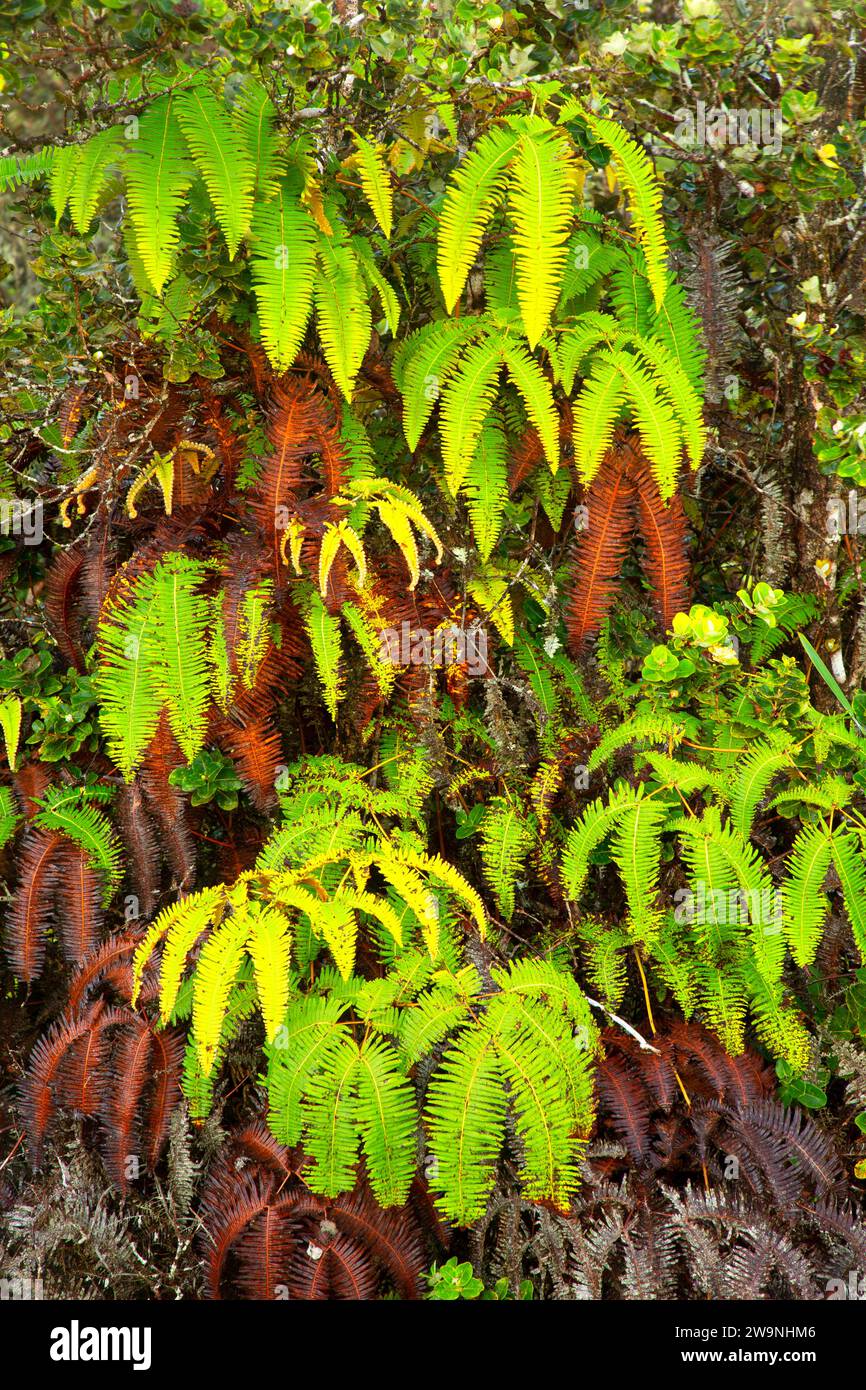 Uluhe (Dicranopteris linearis) fern along Kaumana Historic Trail, Hilo ...