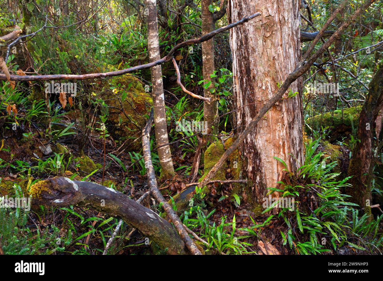 Ancient forest along Kaulana Manu Nature Trail, Upper Waiakea Forest ...