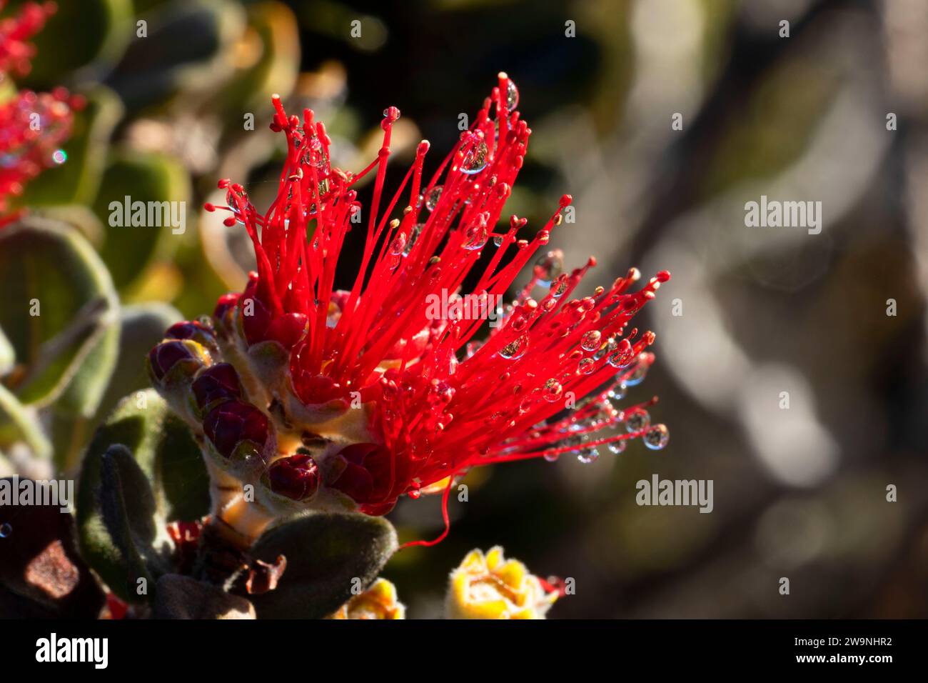 Kaulana manu nature trail hi-res stock photography and images - Alamy