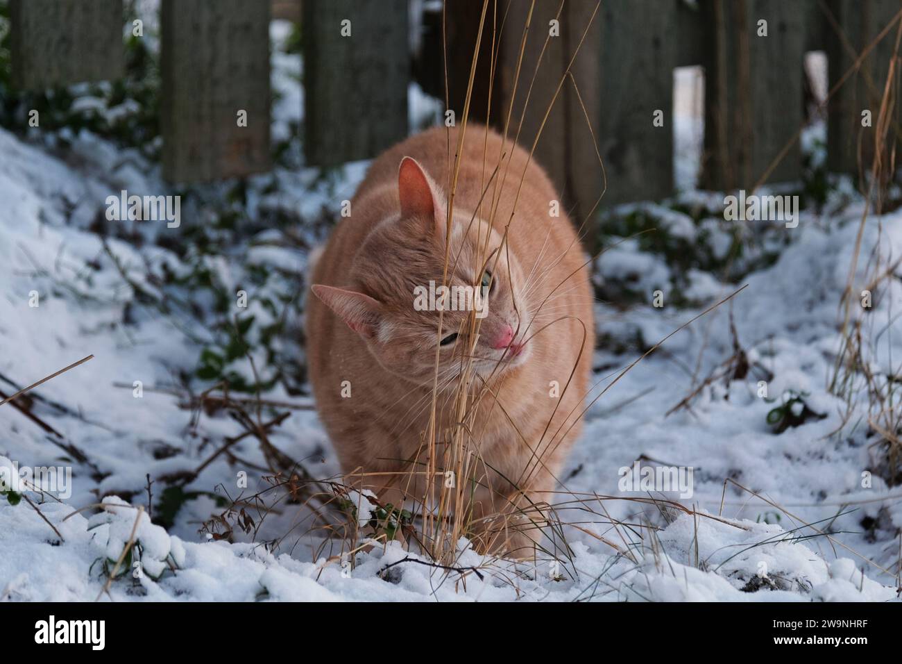 Cat in snow Stock Photo - Alamy