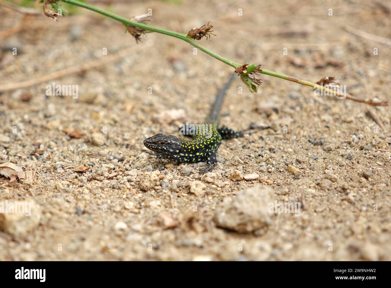 Common Wall Lizrad Stock Photo - Alamy