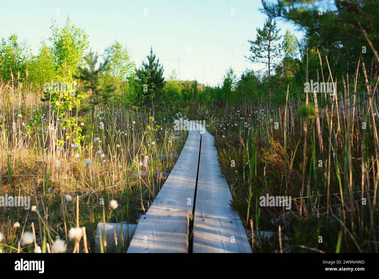 Bog garden boardwalk hi-res stock photography and images - Alamy
