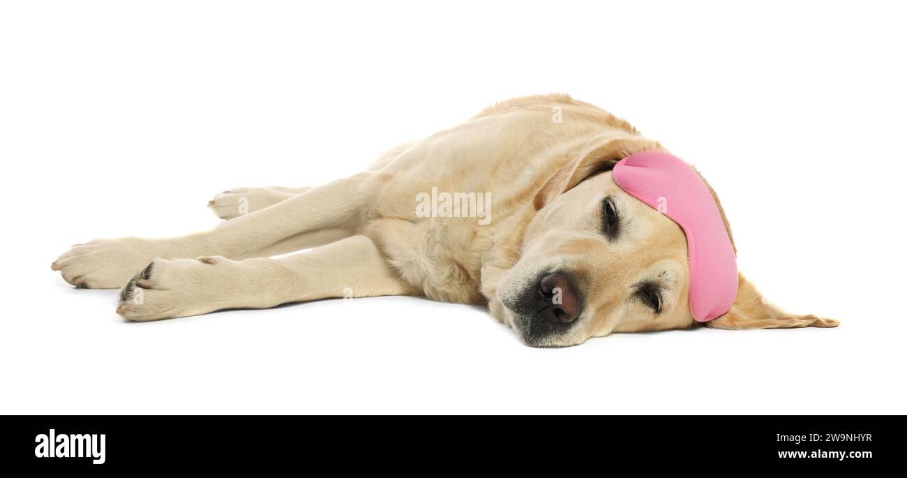 Cute Labrador Retriever with pink sleep mask resting on white ...